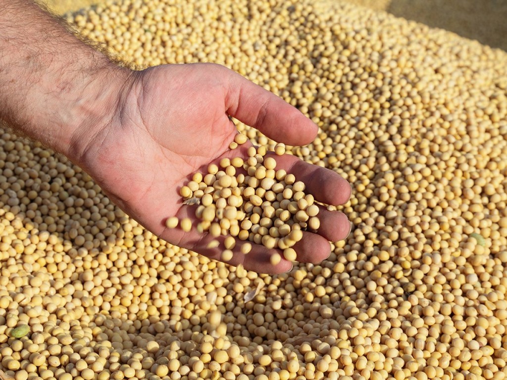 Silverline IP Soybeans – Jackson Seed Service